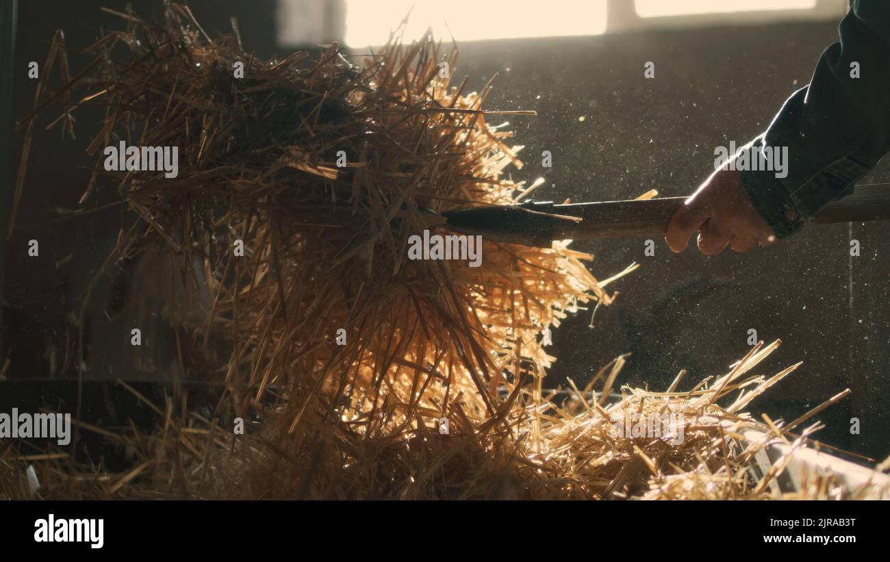 Unrecognizable senior male using pitchfork to throw straw into stall ...