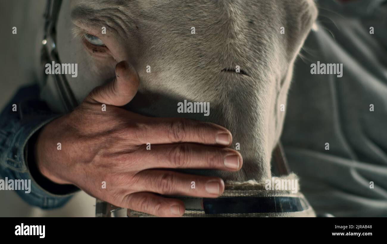 Cheerful senior man caressing and kissing white horse while working in ...