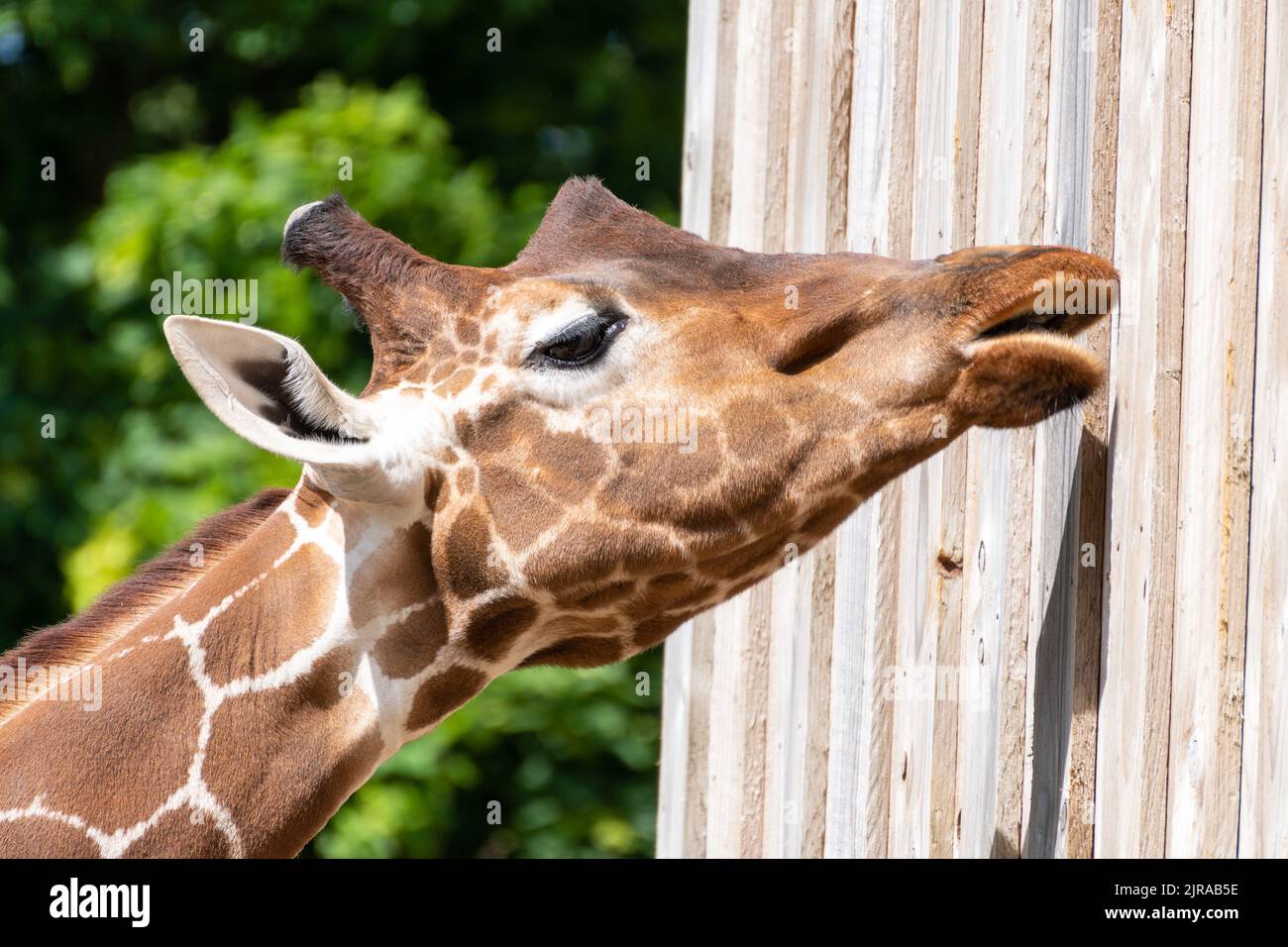 A close-up profile portrait of a giraffe's head by the wooden wall ...