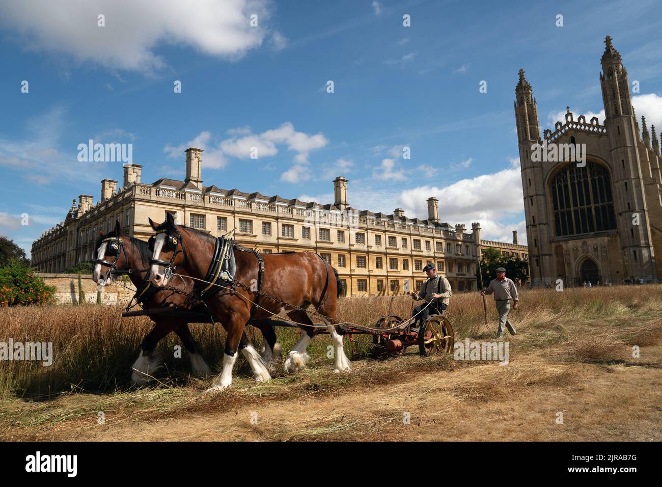 David Lawless working with shire horses Cosmo and Boy to harvest the ...