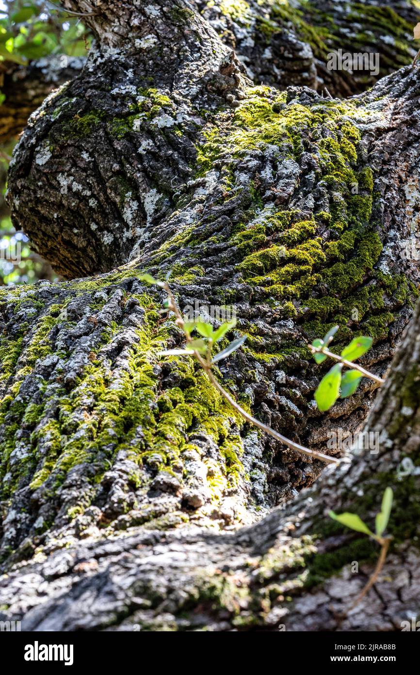 The vertical close-up view of the tree algae under the sunlight Stock ...