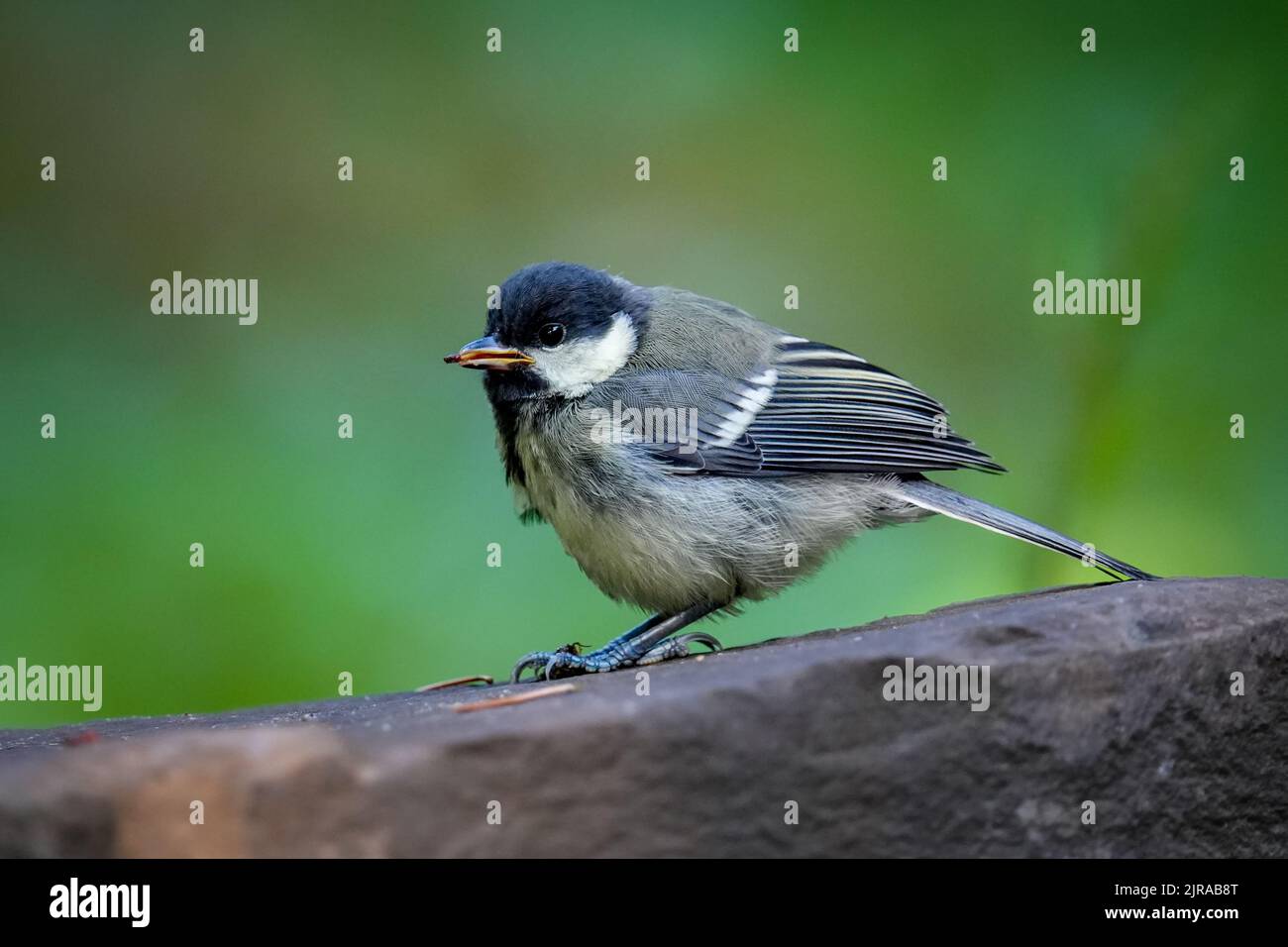 The close-up view of a coal tit perching on the stone wall before the ...