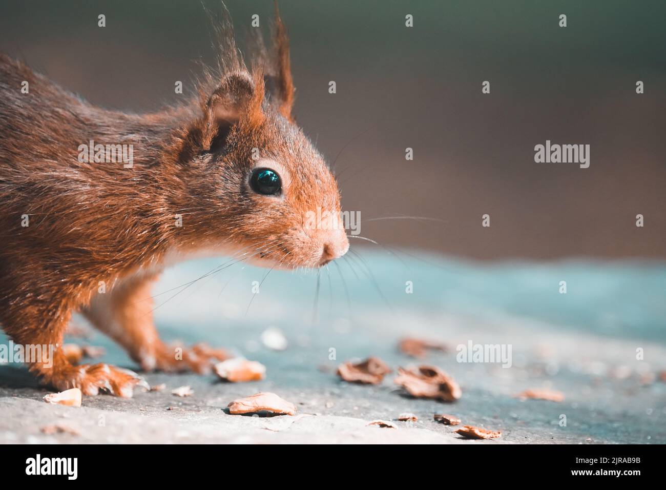 The close-up profile portrait of a red squirrel on the stone Stock ...