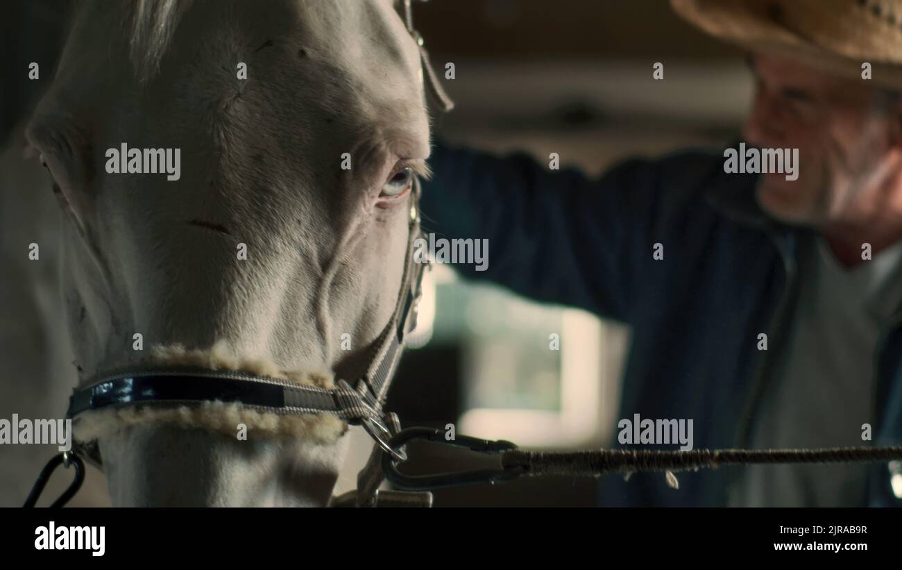 Aged man in hat and denim jacket removing dirt from coat of albino ...
