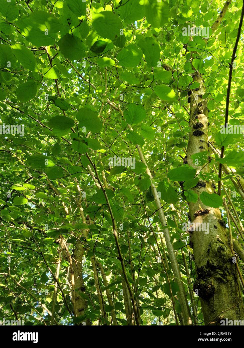 The low-angle vertical view of the green leafy tree branches rising ...