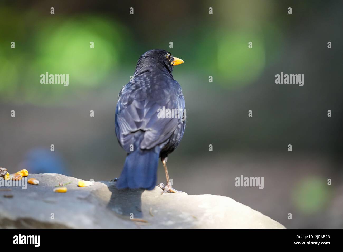 The close-up view of a blackbird from behind perching by the corns on ...