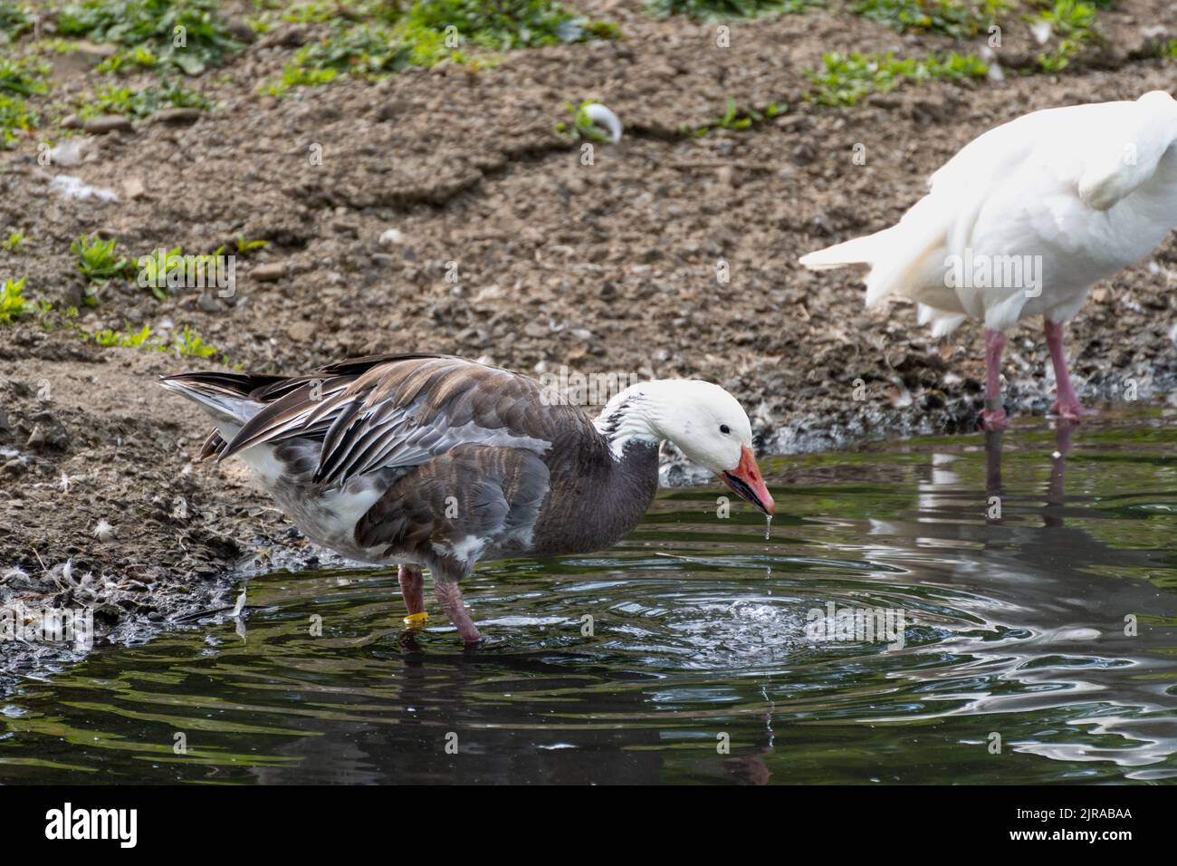 The profile shot of a Blue-morph Snow Goose drinking water by the coast ...