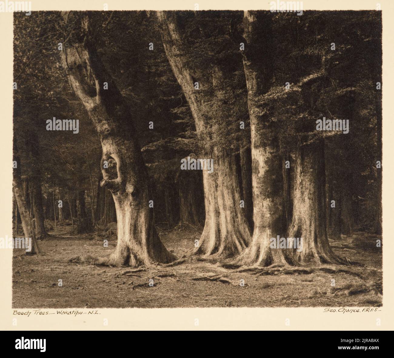 Nz beech trees hi-res stock photography and images - Alamy