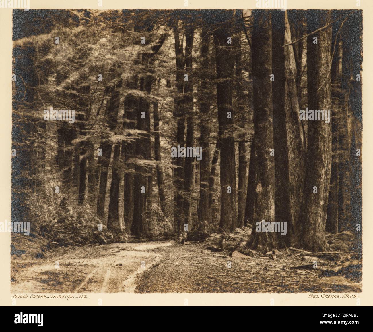 Wakatipu beech forest hi-res stock photography and images - Alamy
