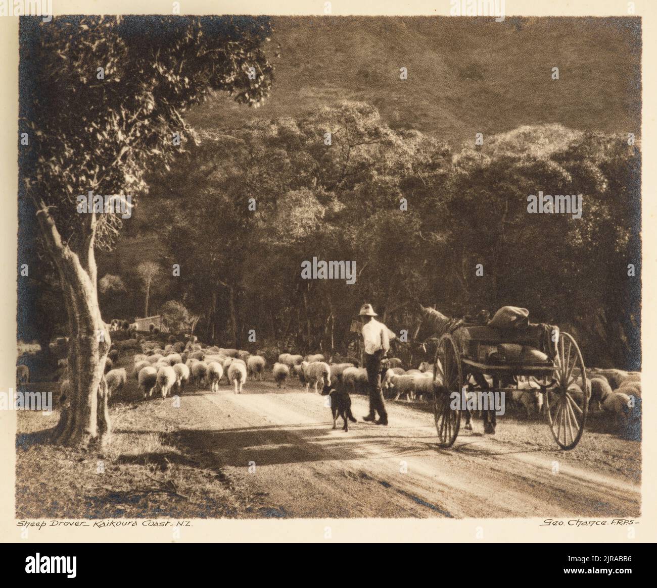 Sheep drover, Kaikoura coast, 1920s-1930s, Dunedin, by George Chance ...