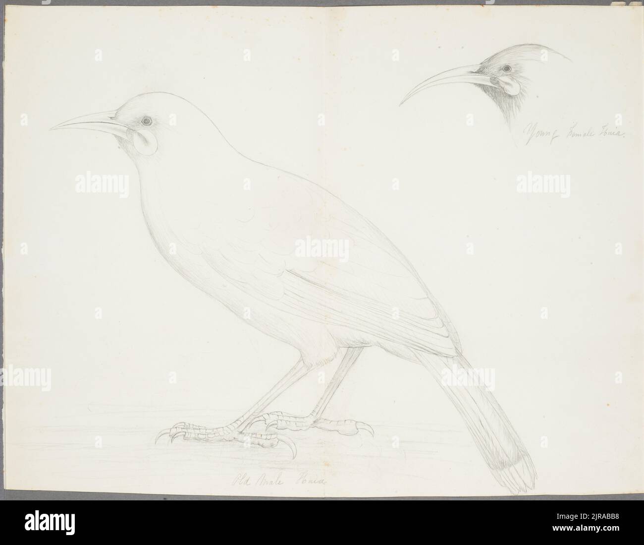 John young buchanan hi-res stock photography and images - Alamy