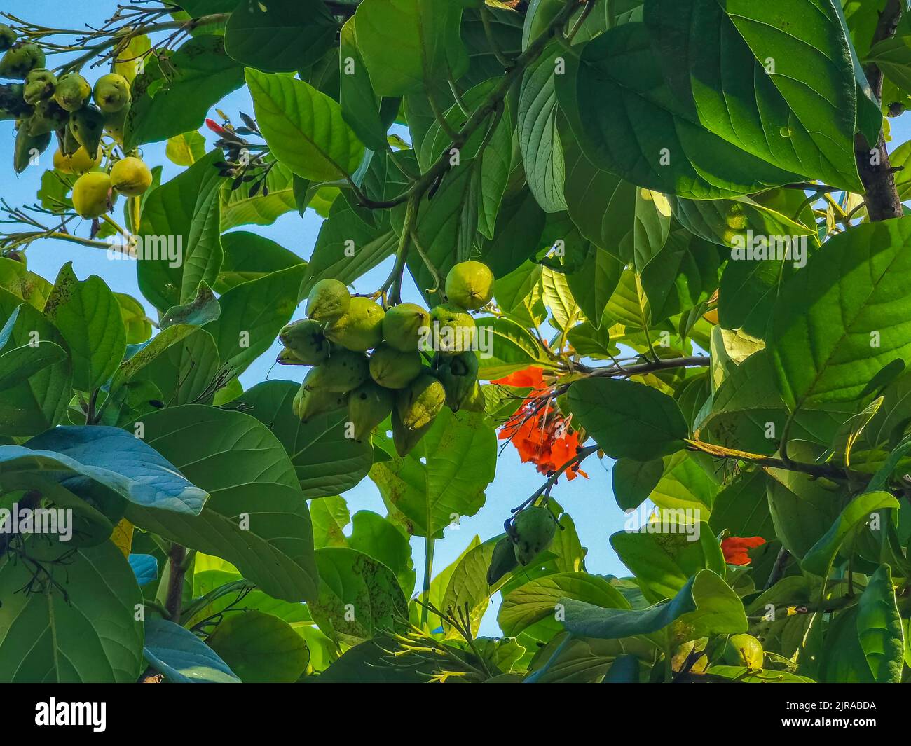 Kou Cordia subcordata flowering tree with orange flowers beach cordia ...
