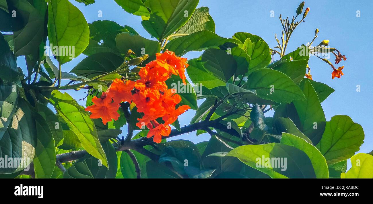 Kou Cordia subcordata flowering tree with orange flowers beach cordia ...