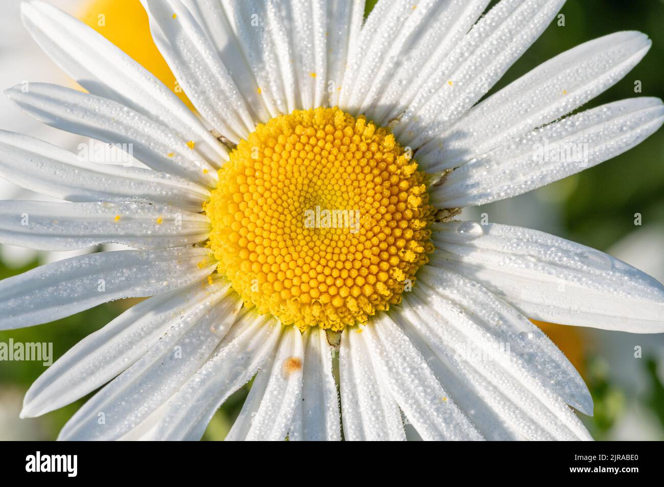 The close-up view of a daisy flower's head with white petals under the ...
