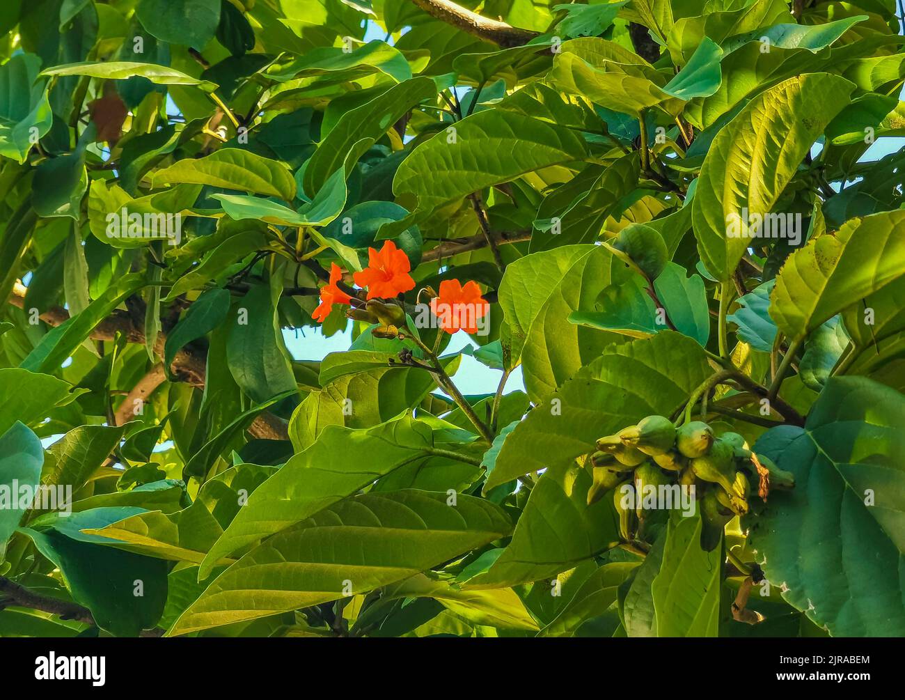 Kou Cordia subcordata flowering tree with orange flowers beach cordia ...