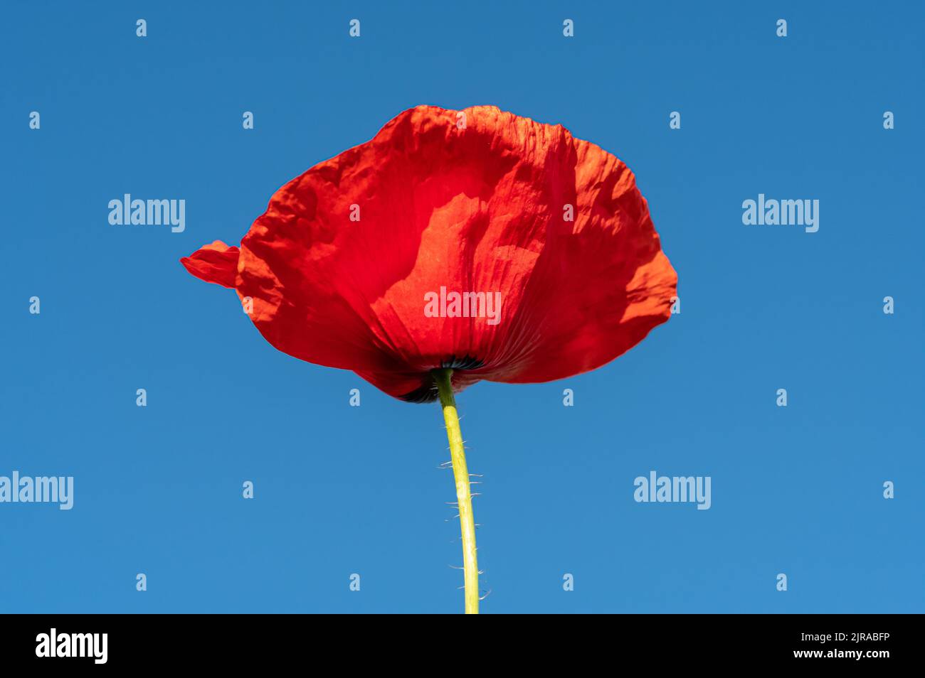 The low-angle view of a red poppy flower bulb with the blue sky ...