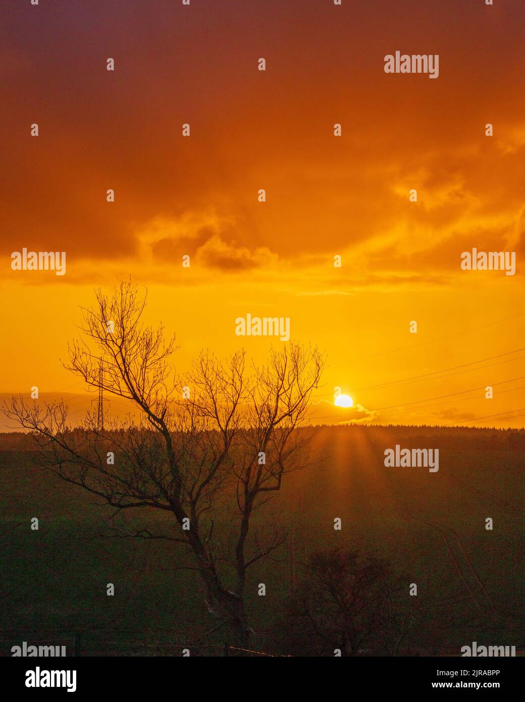 A growing tree in background of orange heaven during sunset Stock Photo ...