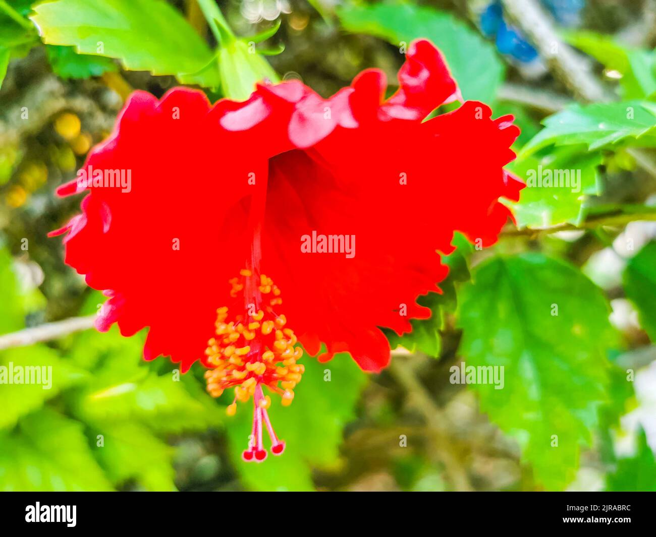 Red beautiful hibiscus flower flowers shrub tree plant in Mexico Stock ...