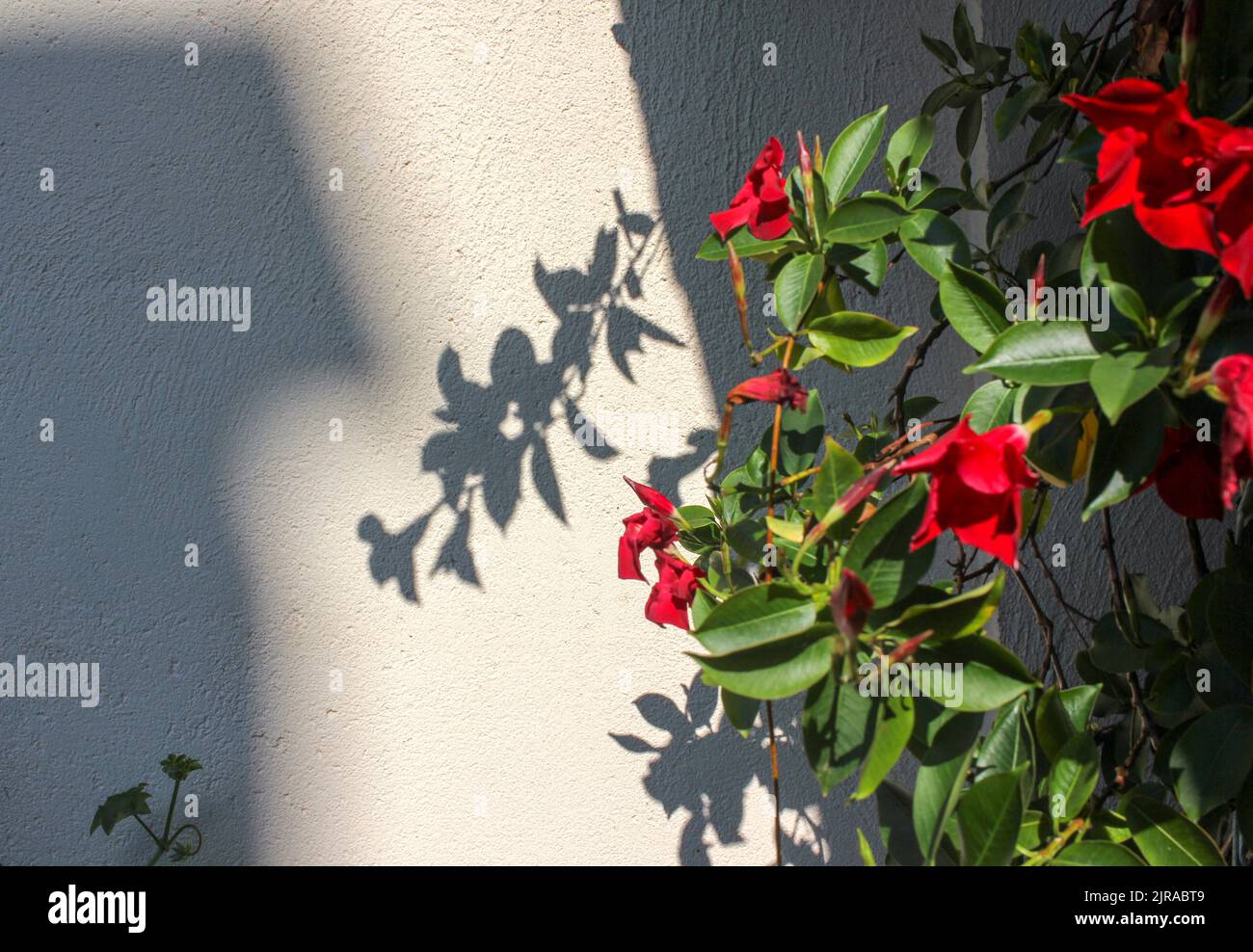 sunset shadow of a plant in a white wall Stock Photo - Alamy