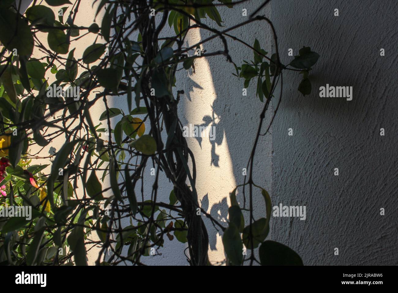 during sunset some shadows of plants appear in the wall Stock Photo - Alamy