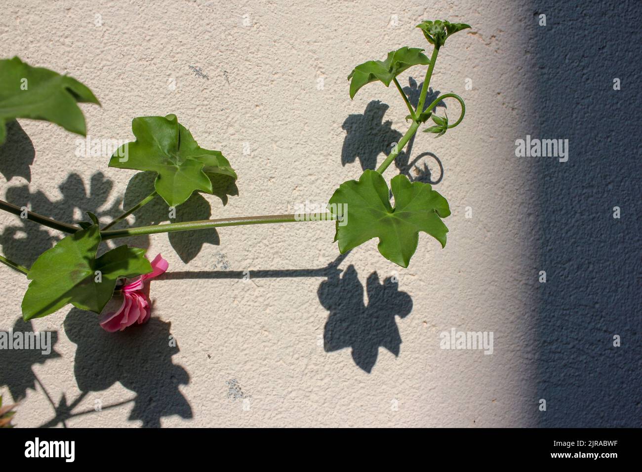 Shadow wall plant hi-res stock photography and images - Alamy