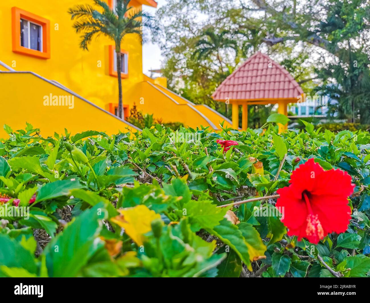 Red beautiful hibiscus flower flowers shrub tree plant in Mexico Stock ...