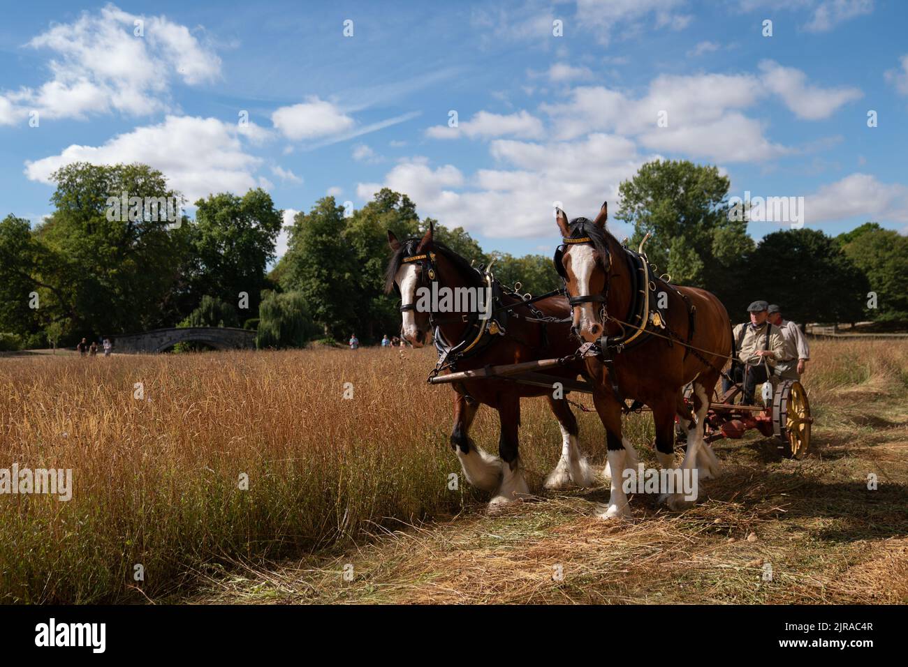 David Lawless working with shire horses Cosmo and Boy to harvest the ...