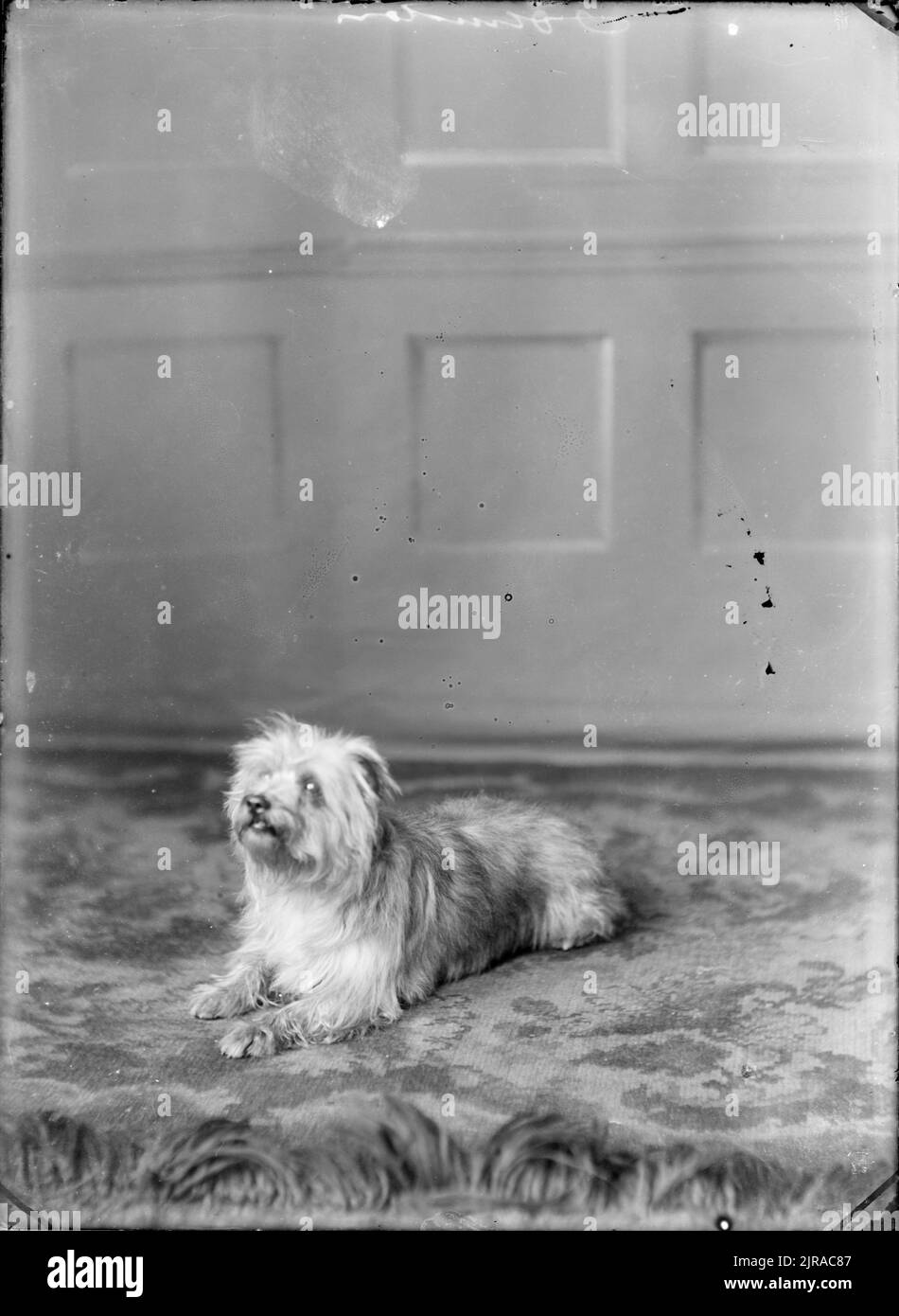 Johnston - dog, circa 1920, Wellington, by Berry & Co Stock Photo - Alamy