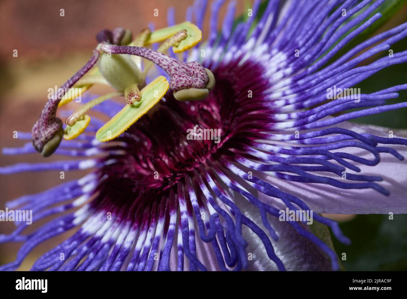 Photograph of a Purple Haze variety Passion flower (Passiflora punctata ...