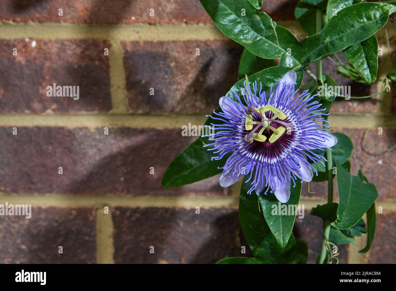 Passion flower and garden wall hi-res stock photography and images - Alamy