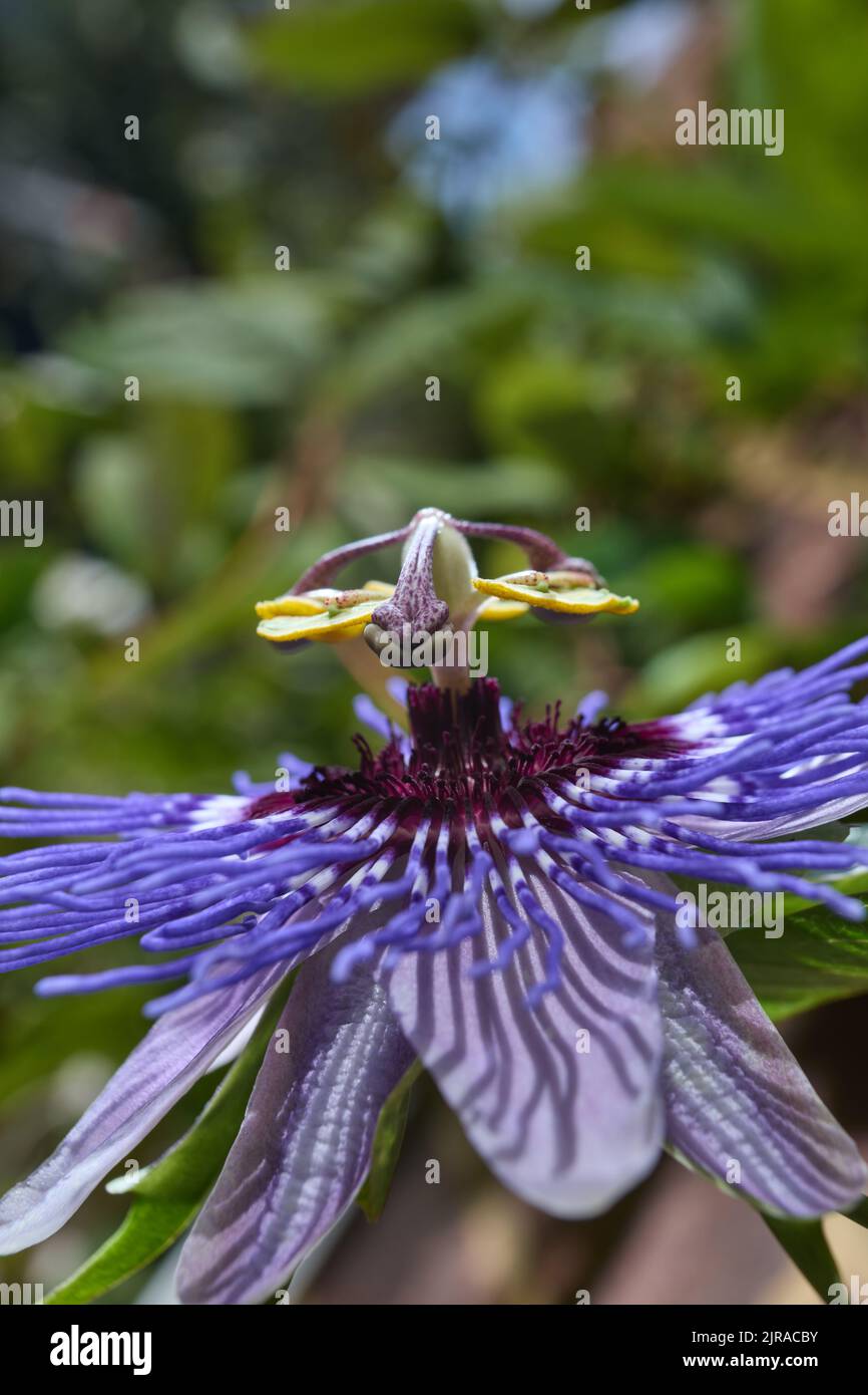 Photograph of a Purple Haze variety Passion flower (Passiflora punctata ...
