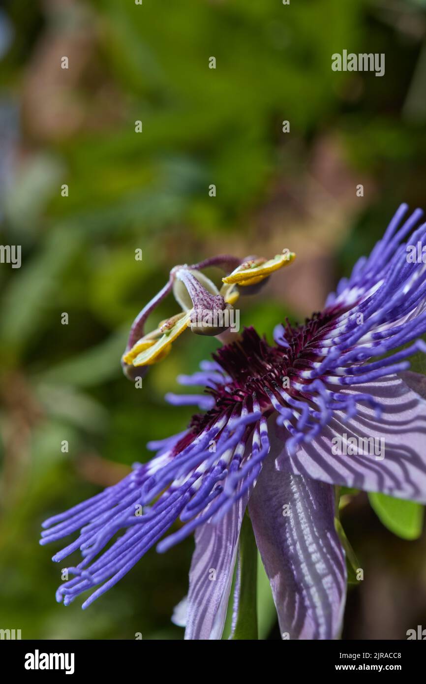 Photograph of a Purple Haze variety Passion flower (Passiflora punctata ...