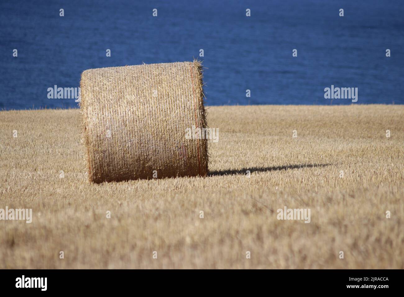 Round hay bales on clifftop field Stock Photo - Alamy
