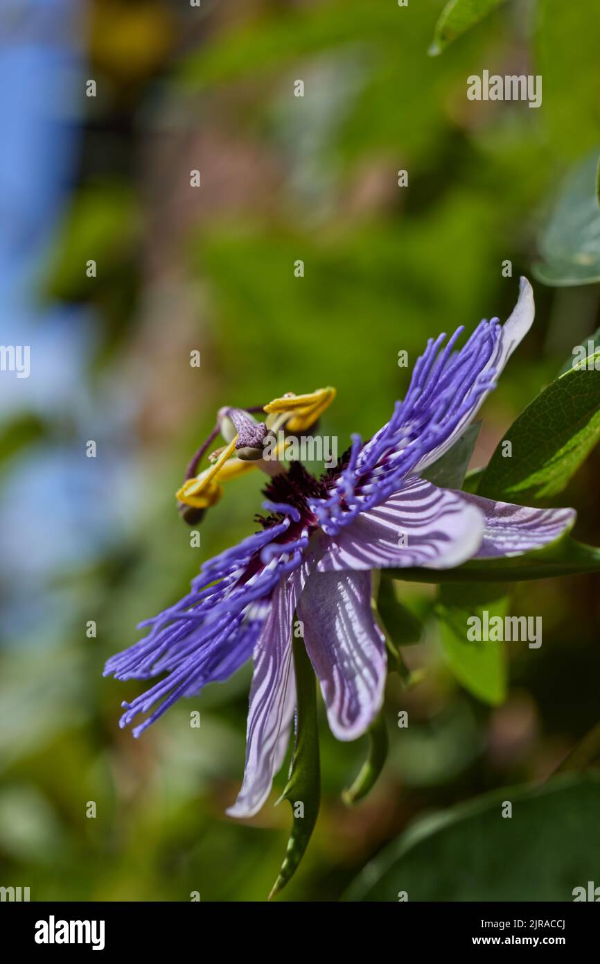 Photograph of a Purple Haze variety Passion flower (Passiflora punctata ...