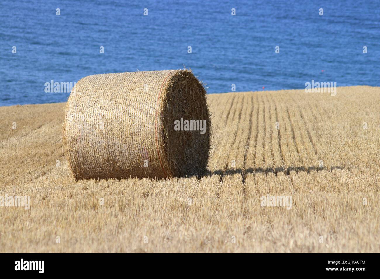 Round hay bales on clifftop field Stock Photo - Alamy