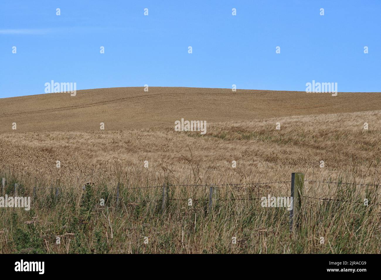 Field of crops and fence Stock Photo - Alamy