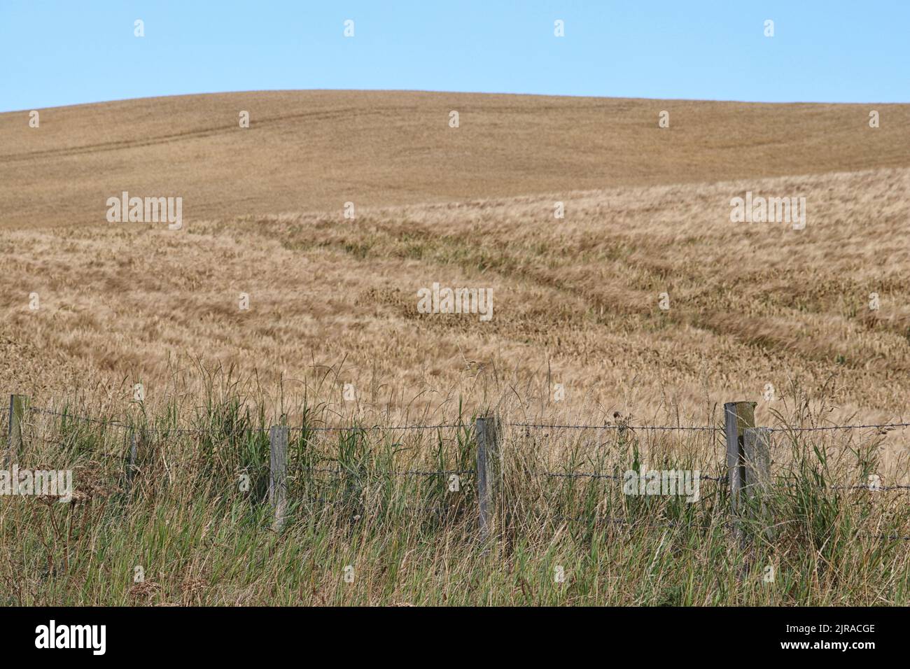 Field of crops and fence Stock Photo - Alamy