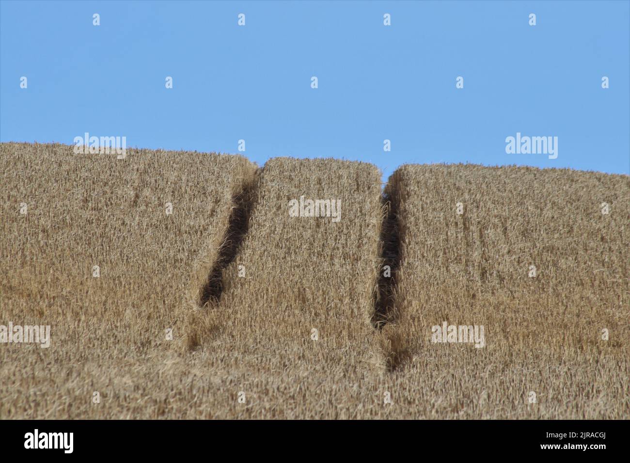 Tracks in field of crops Stock Photo - Alamy