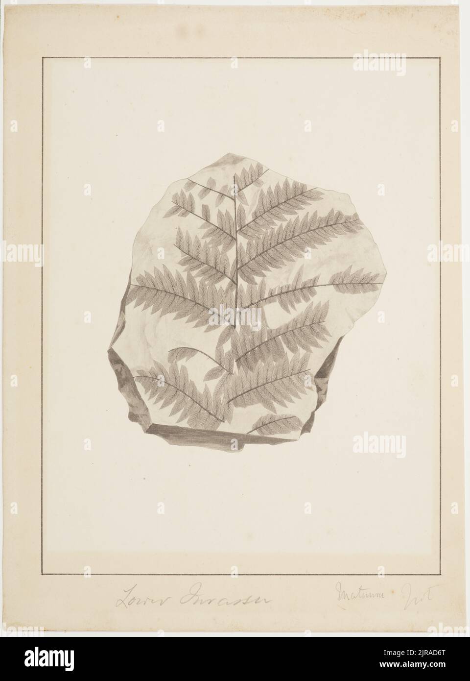 Fossil plant specimen fossil plant specimen hi-res stock photography and images - Alamy