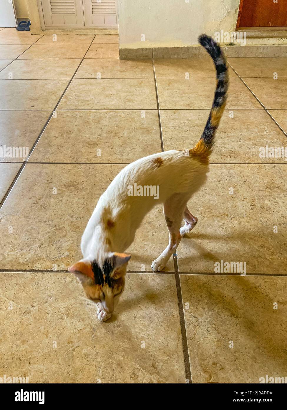 Funny kitten running on hi-res stock photography and images - Alamy