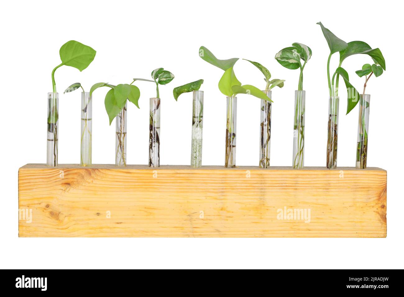 Home decor plant in water propagation. Water propagation for indoor ...