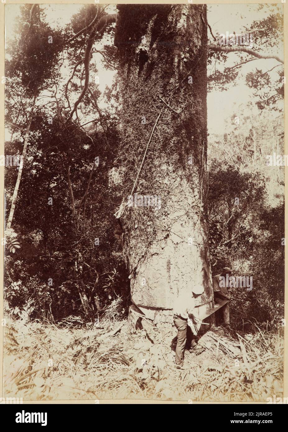 New zealand tree felling hi-res stock photography and images - Alamy