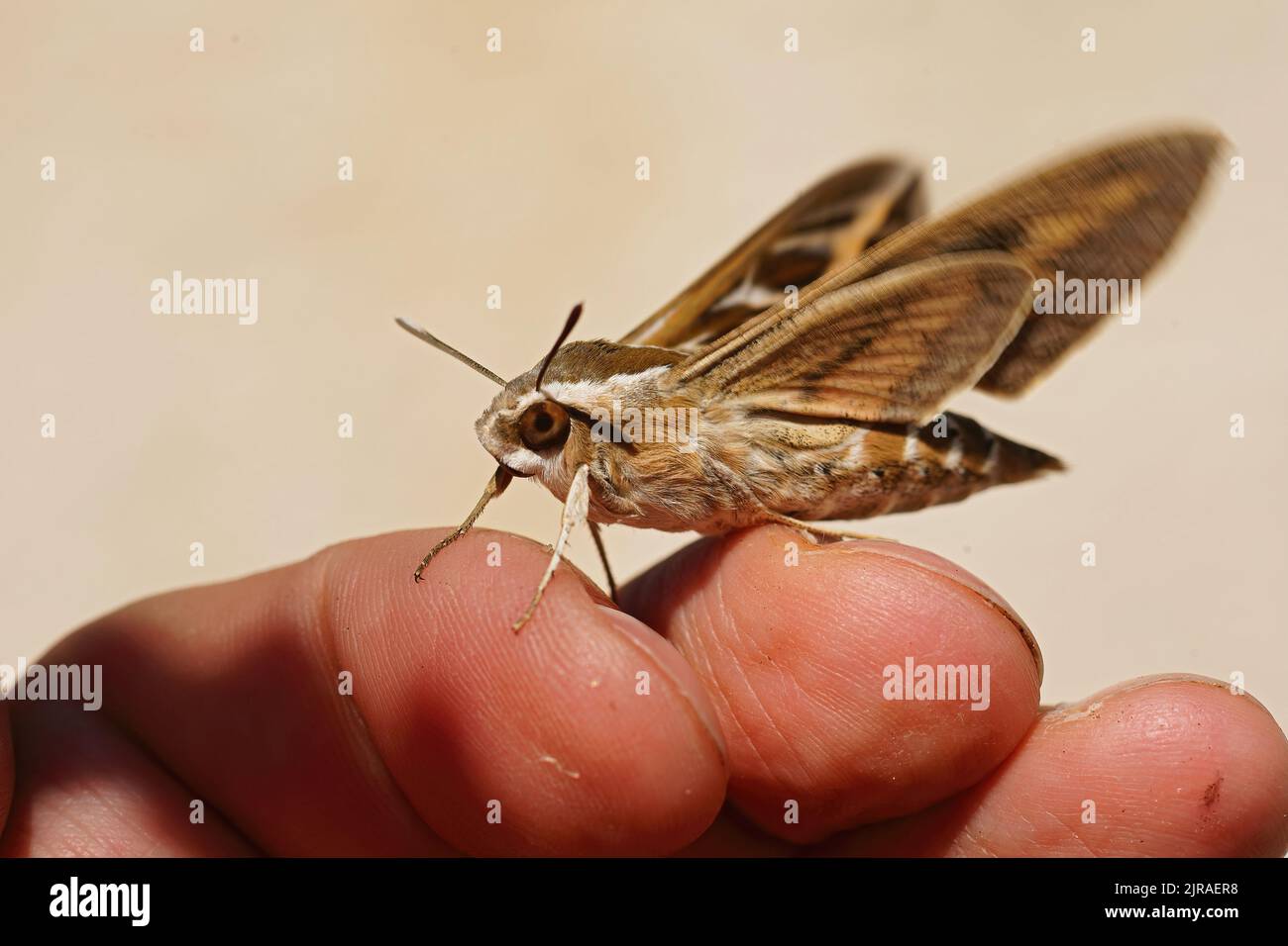 Detailed closeup on the beautiful striped hawk-moth, Hyles livornica ...
