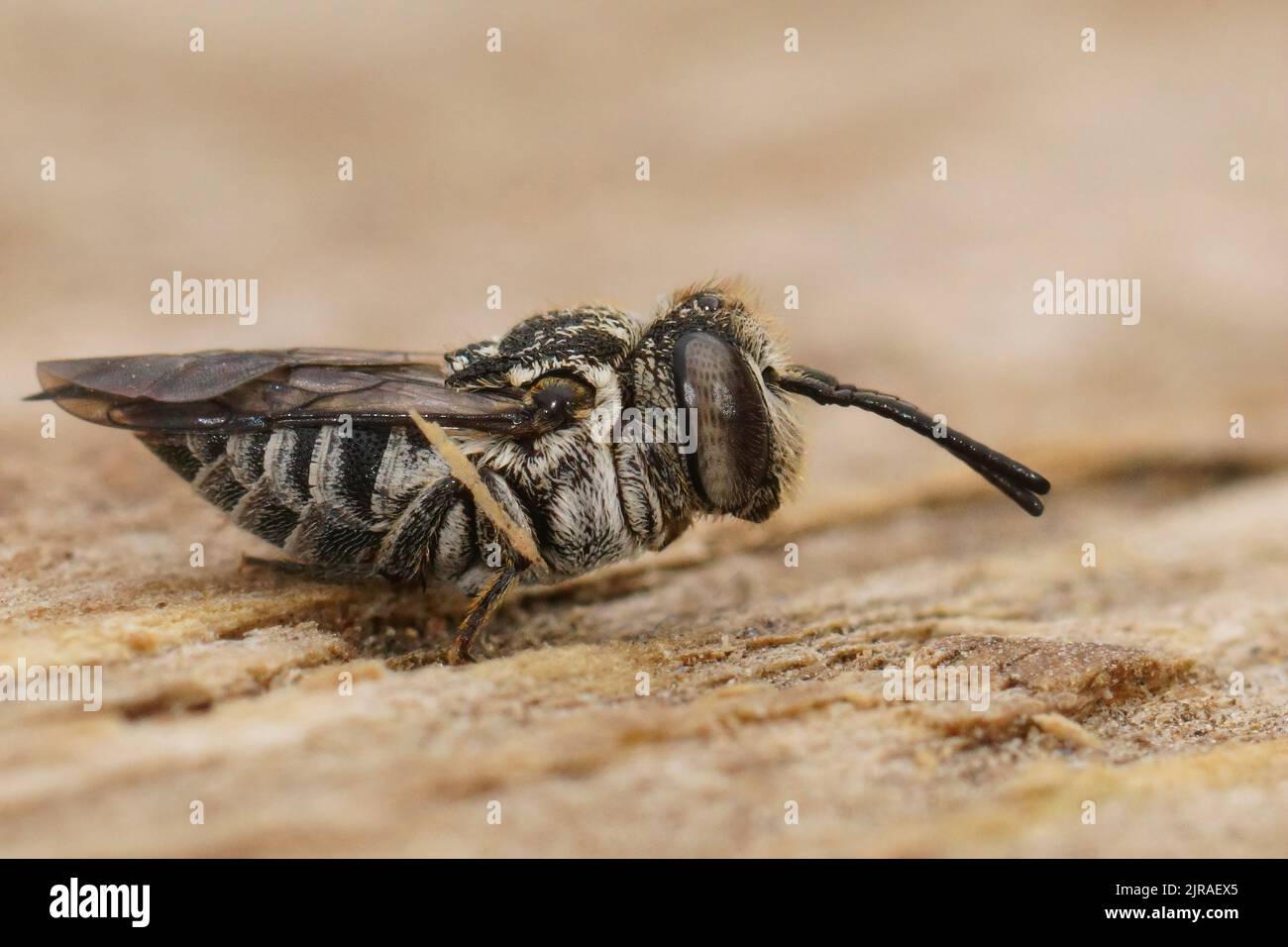 Detailed closeup on a very small female mediterranean parasitic sharp ...