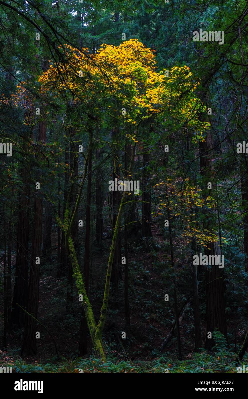 A vertical shot of a beautiful tree with yellow foilage in a Redwood ...