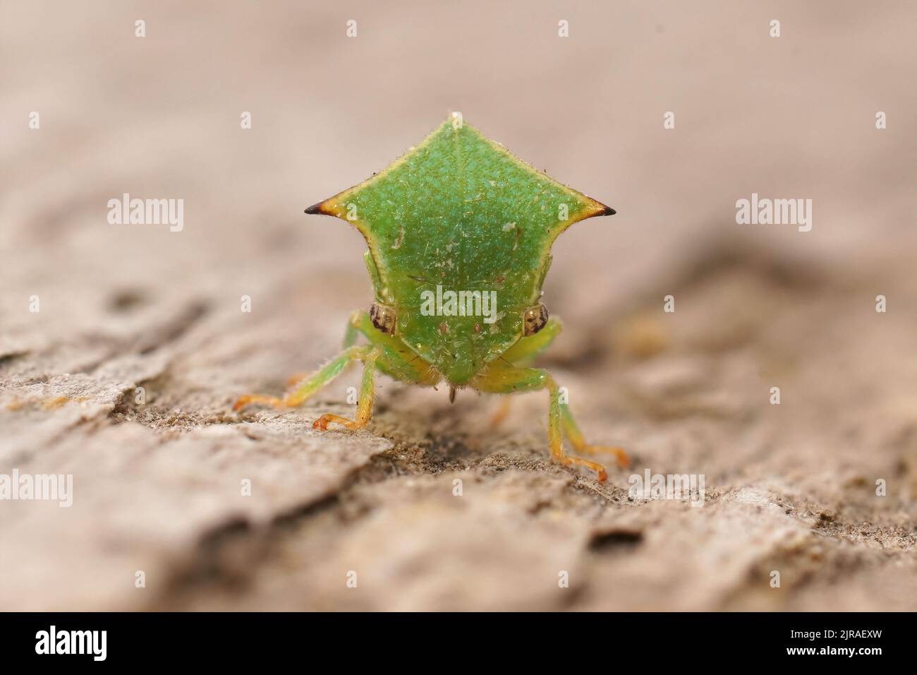 Detailed frontal closeup on a colorful green mediterranean buffalo ...