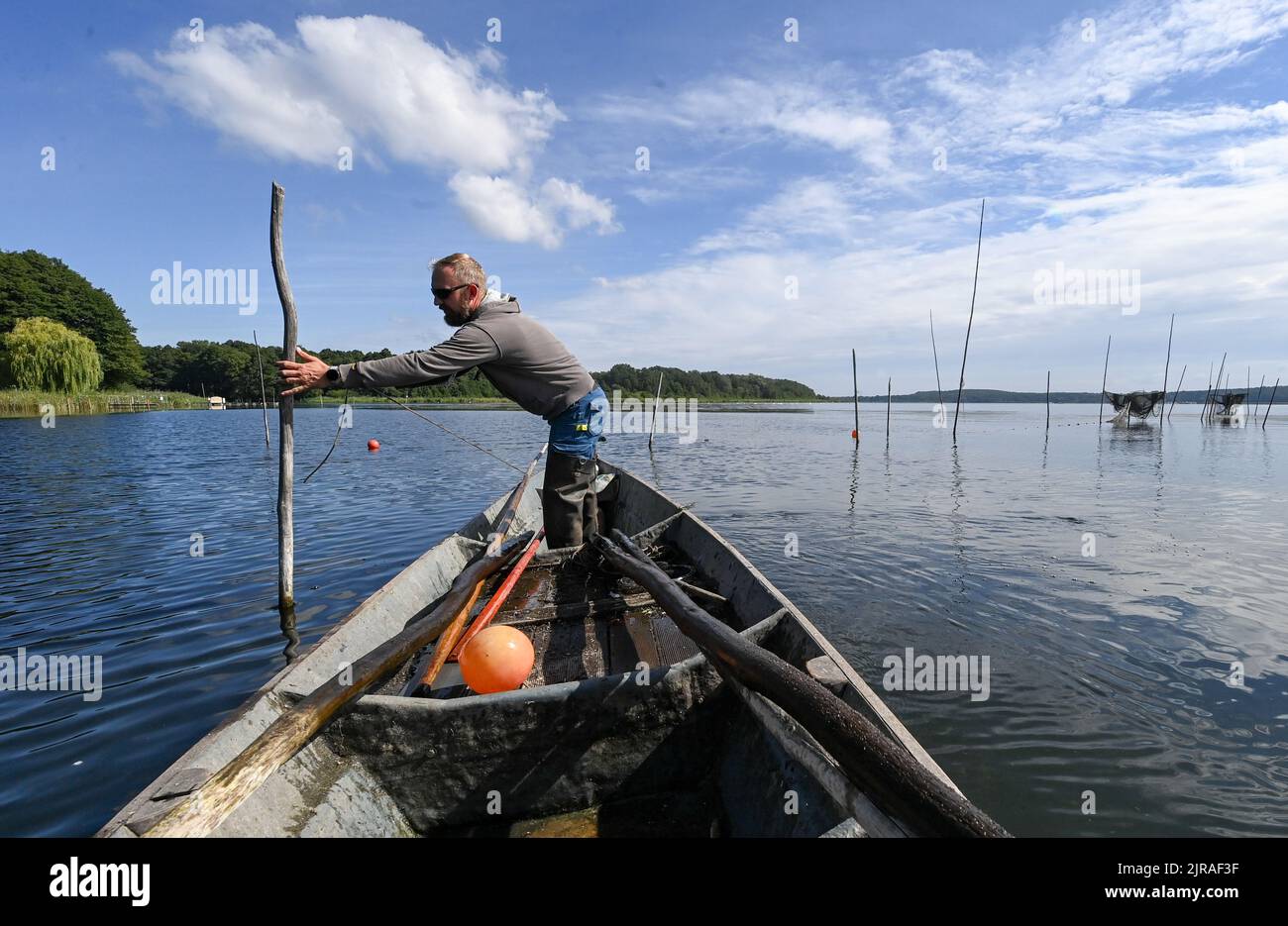 23 August 2022, Brandenburg, Werder (Havel): Fisherman Alexander Mai ...