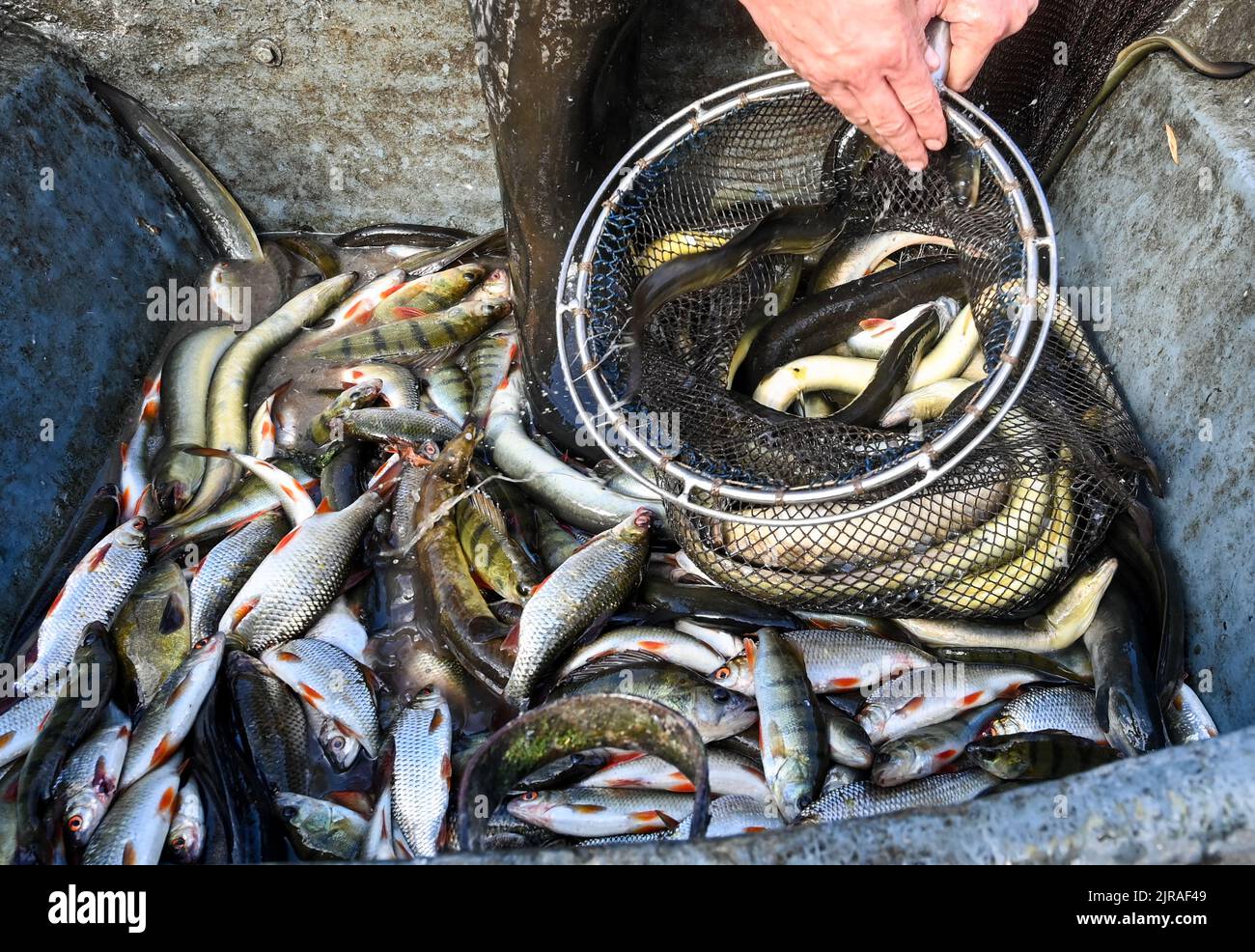 23 August 2022, Brandenburg, Werder (Havel): Fisherman Alexander Mai ...