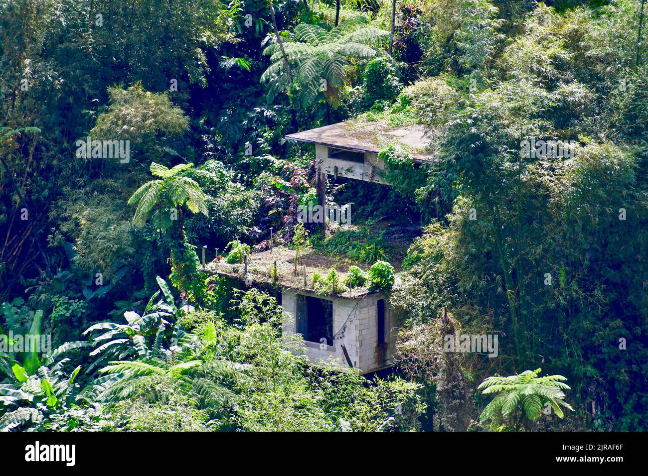 Abandoned House in a Rainforest Stock Photo - Alamy