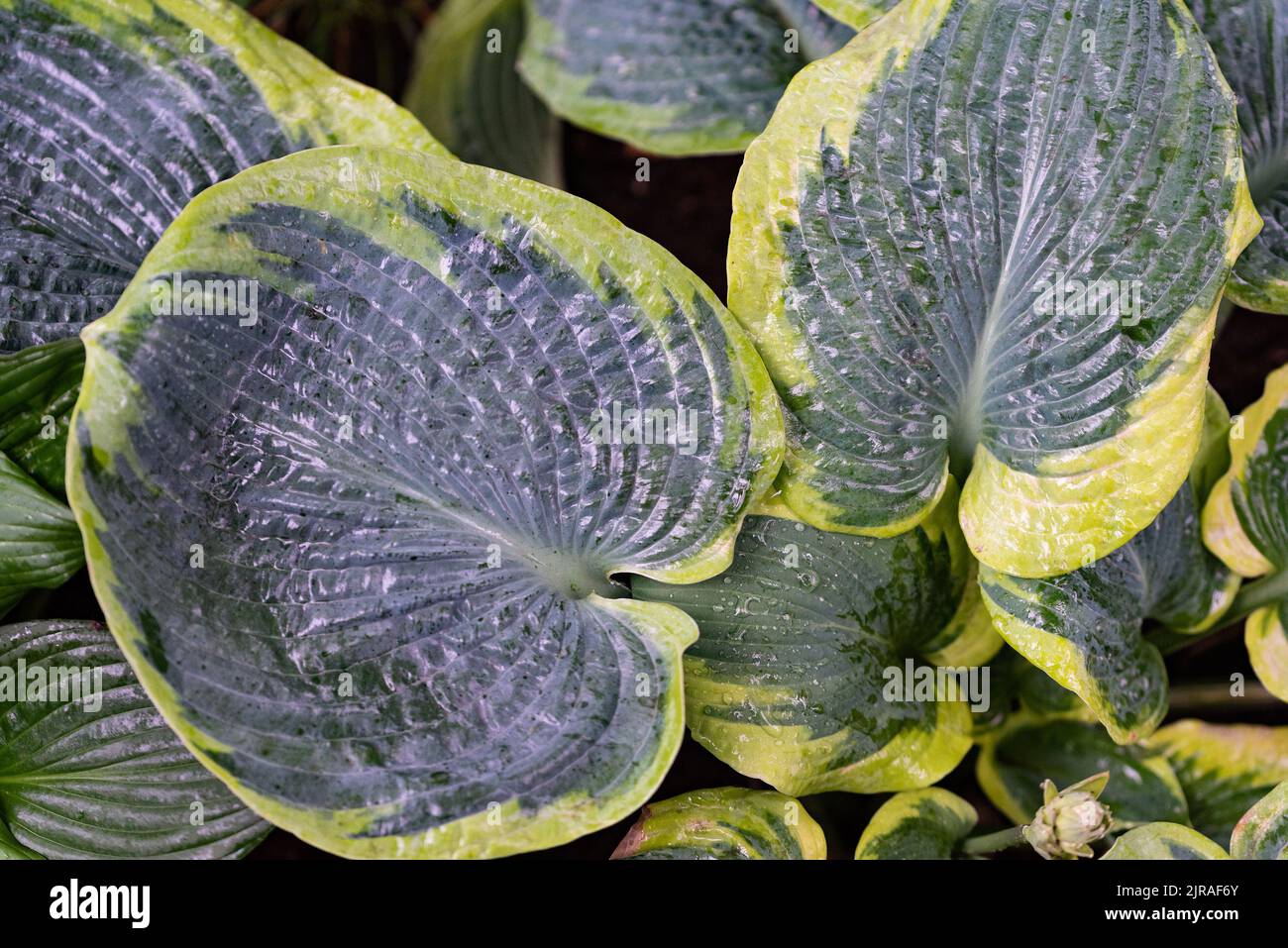 Large green leaves close-up. Hosta plant with large leaves. Ornamental ...